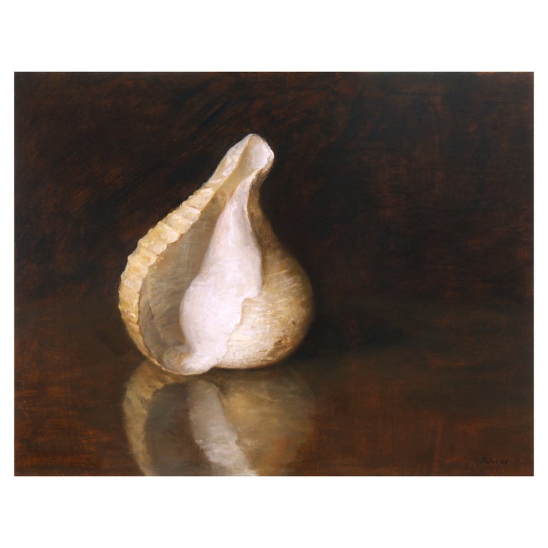 Bubble Turnip Shell - Rapa Rapa Sea Shell Fossil on Mahogany Table, Oil ...