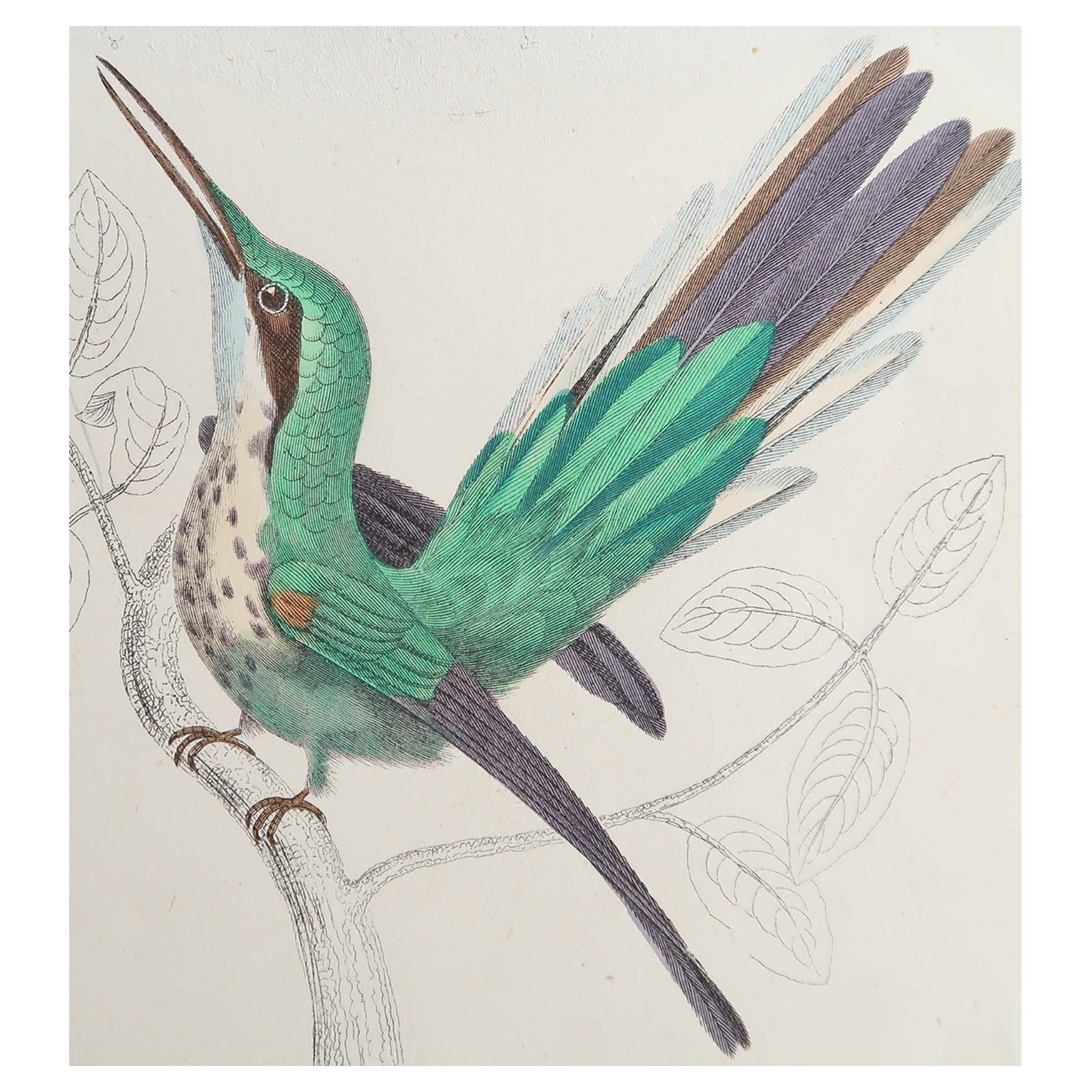 Original Antique Print of an English Sporting Dog, 1847 For Sale at 1stDibs