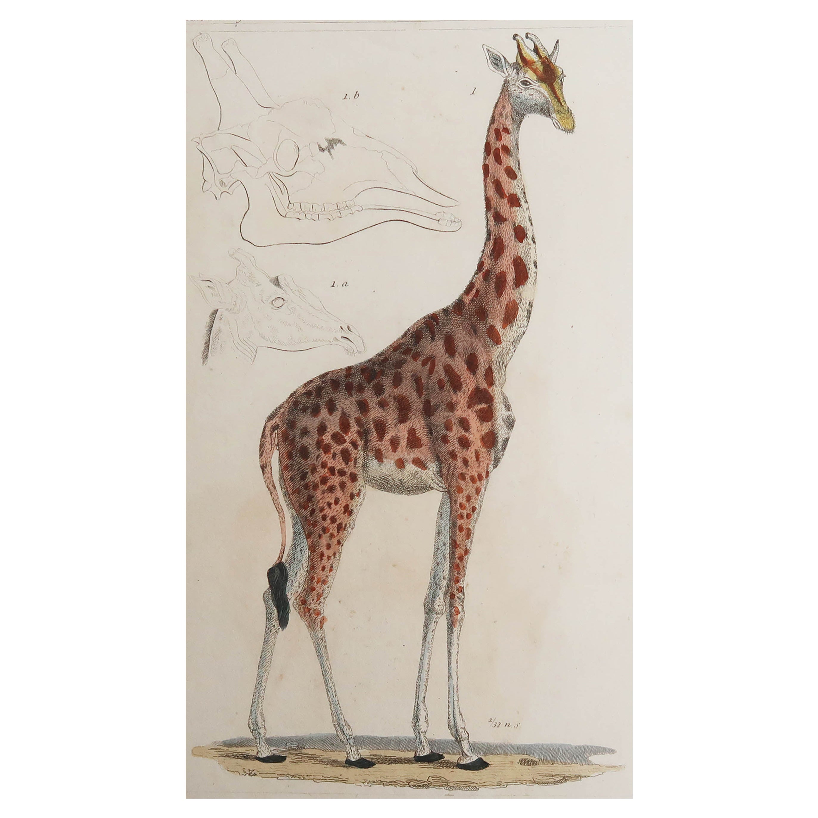 Antique Print of Lions Attacking a Giraffe For Sale at 1stDibs