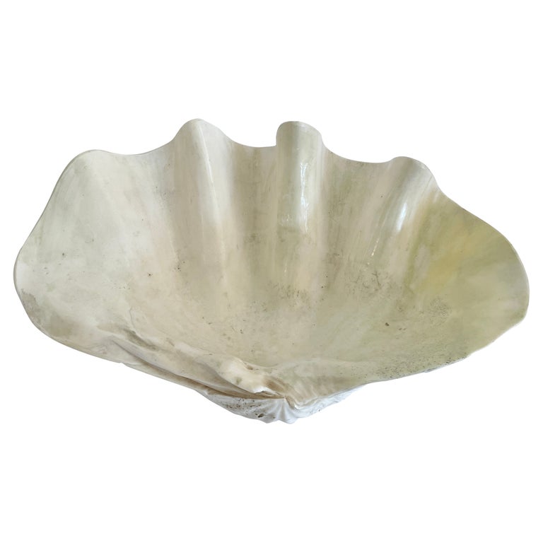 Natural Clam Shell For Sale at 1stDibs