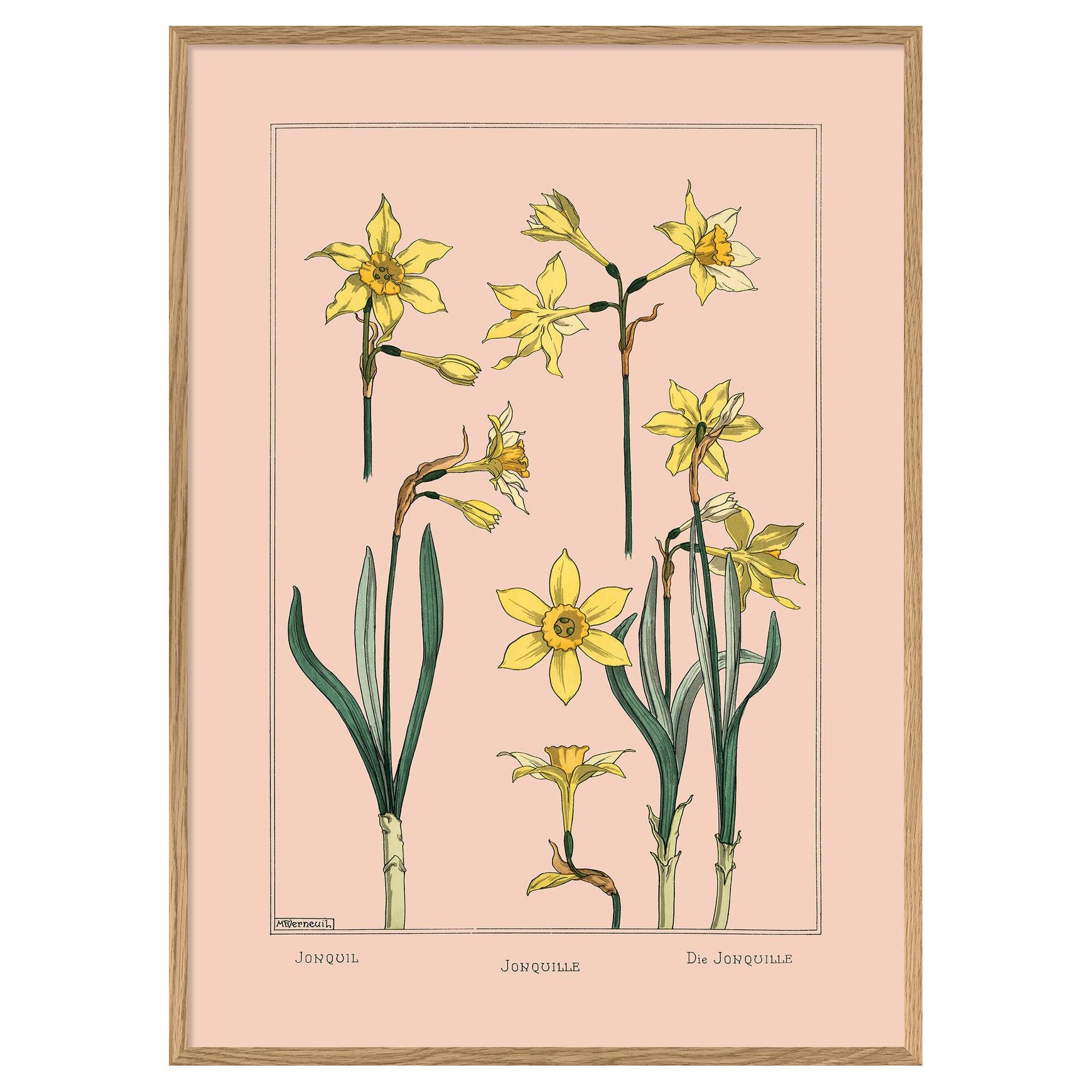 Beautiful Botanical Drawing Photo Print, "Daffodil" For Sale at 1stDibs