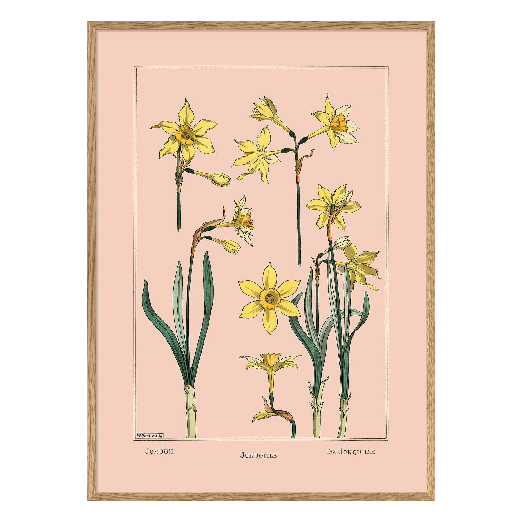 Beautiful Botanical Drawing Photo Print, "Syringa Vulgaris" For Sale at ...