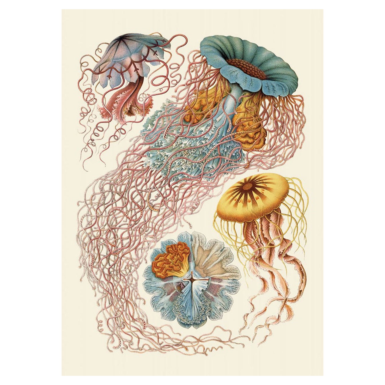 Beautiful Discomedusae Drawing Print For Sale at 1stDibs