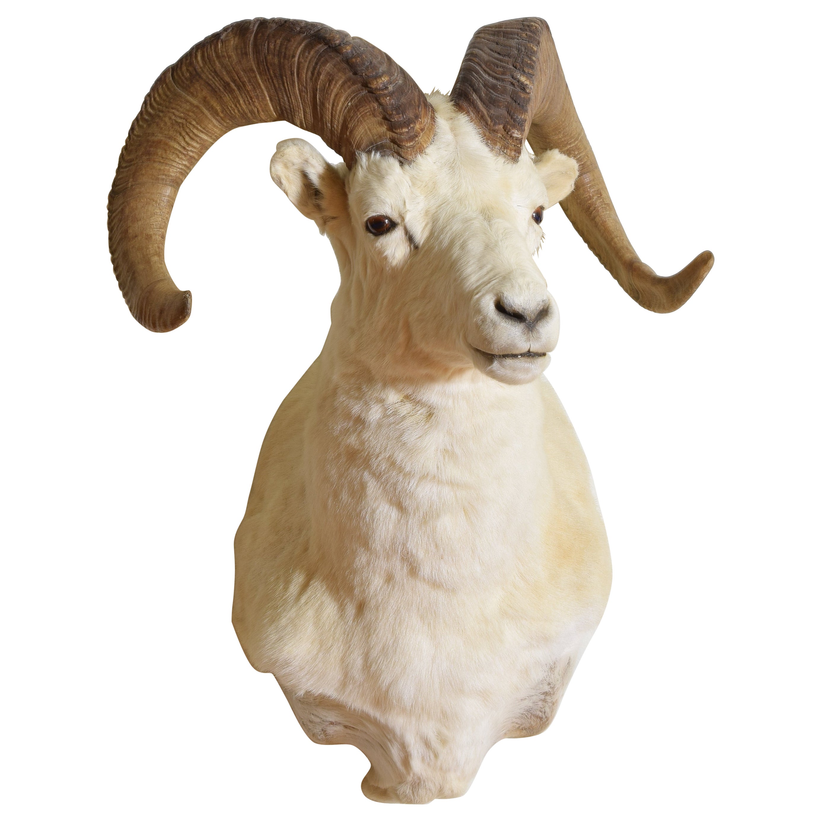 American Dall Ram Sheep Shoulder Mount, 20th Century at 1stDibs