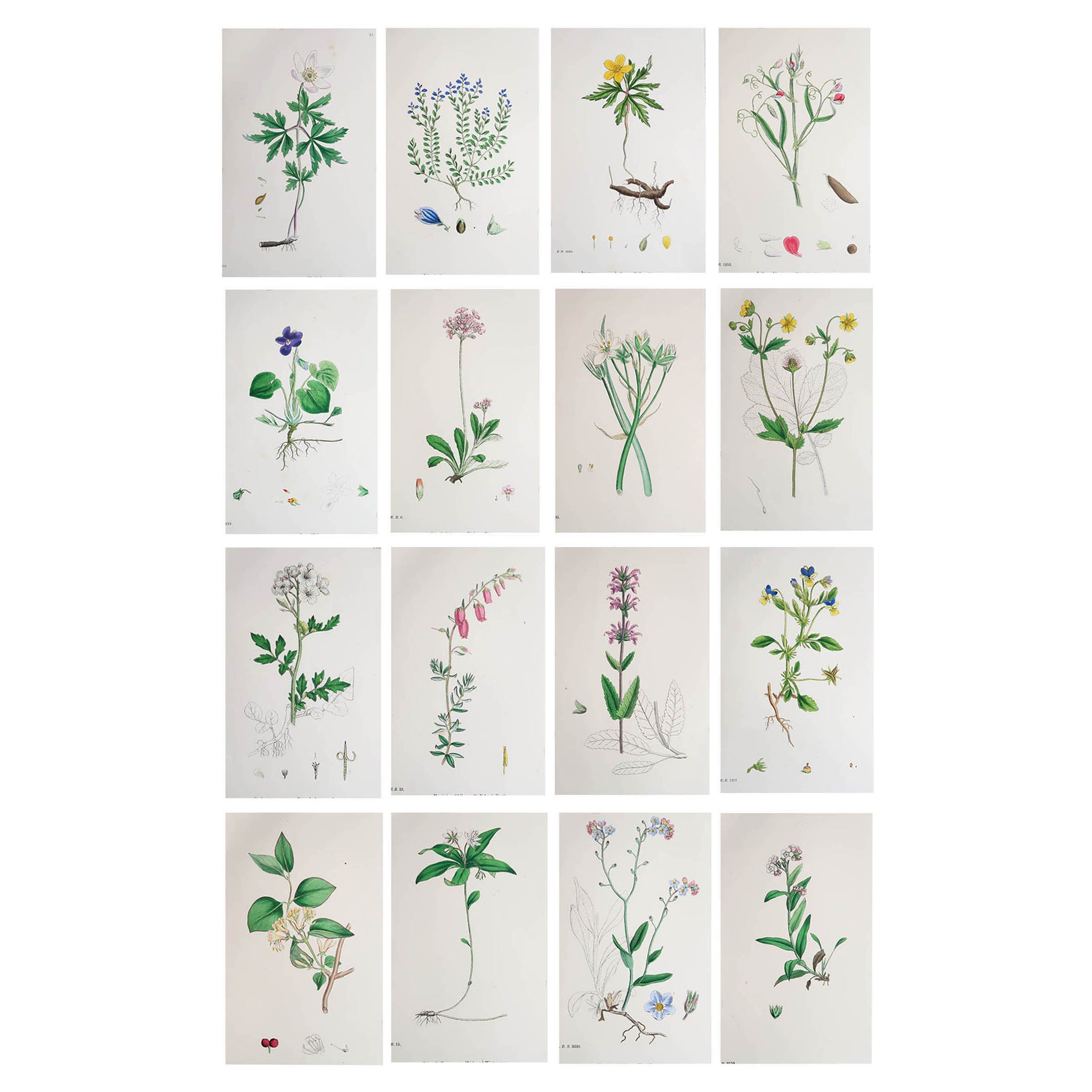 Set of 16 Original Antique Botanical Prints, circa 1850 at 1stDibs
