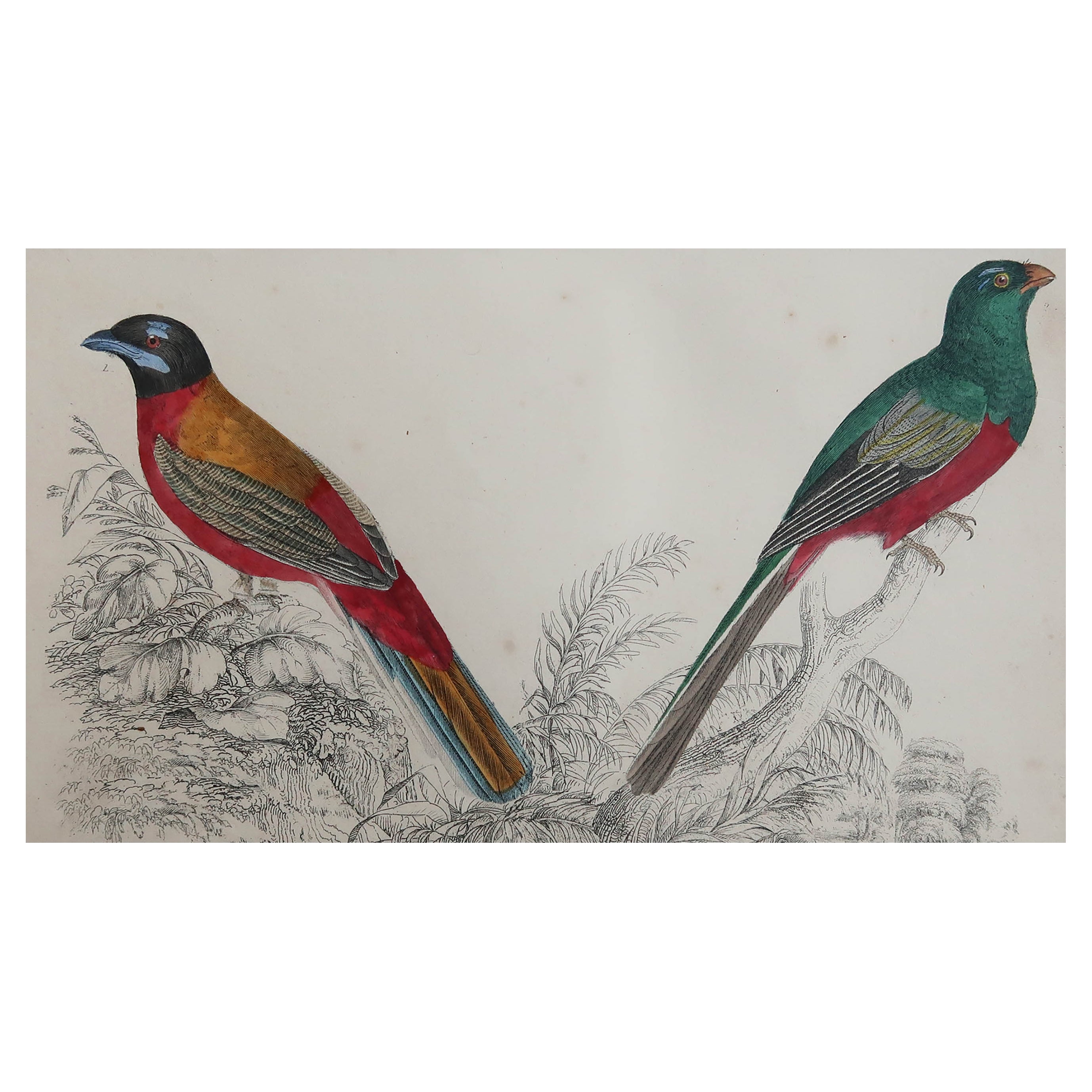 Prune and Floral Print Royale PJ Redoute Print of Fruit and Leaves ...