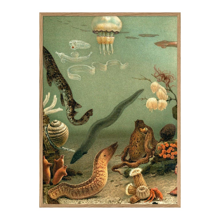 Beautiful Framed Drawing Print of "Aquarium Left Side" For Sale at 1stDibs