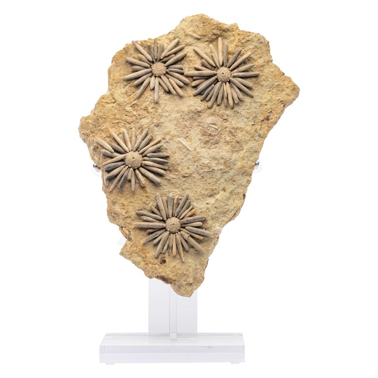 Fossil-Seeigel aus Marokko, frühes Jura,170 Millionen Jahre alt im ...