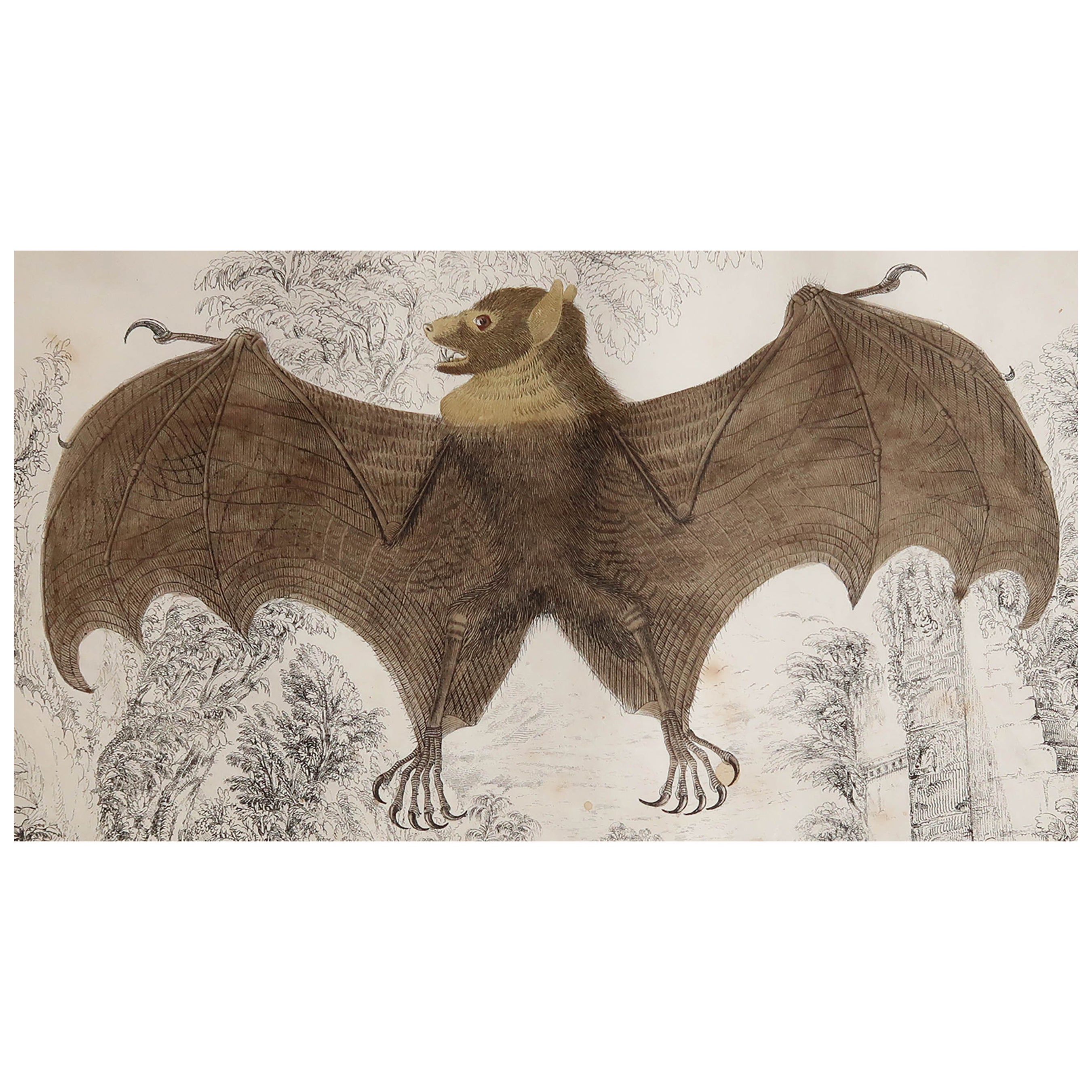 Original Antique Print of a Bat, 1847 'Unframed' at 1stDibs
