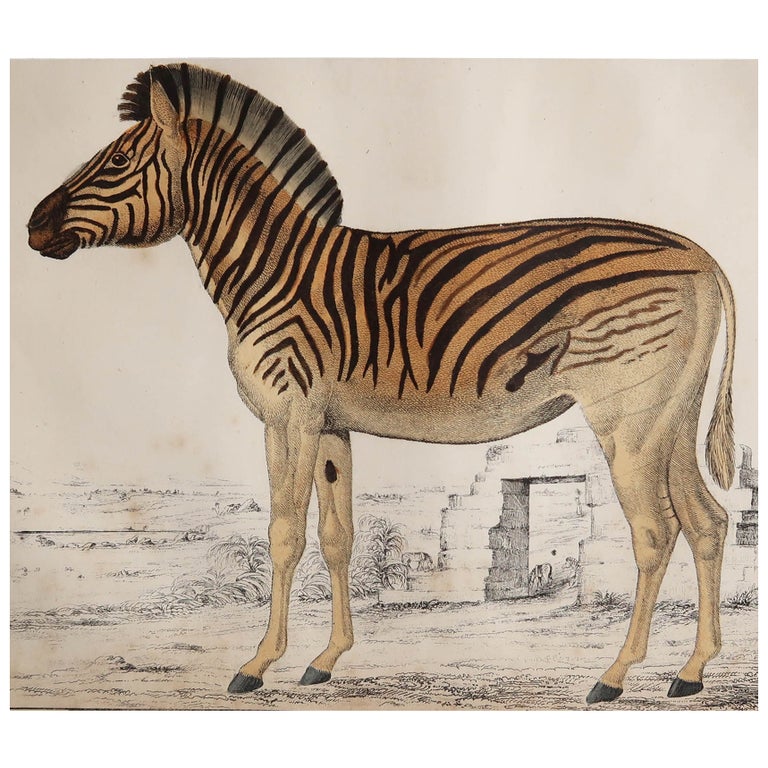 Original Antique Print of a Zebra, 1847, 'Unframed' For Sale at 1stDibs
