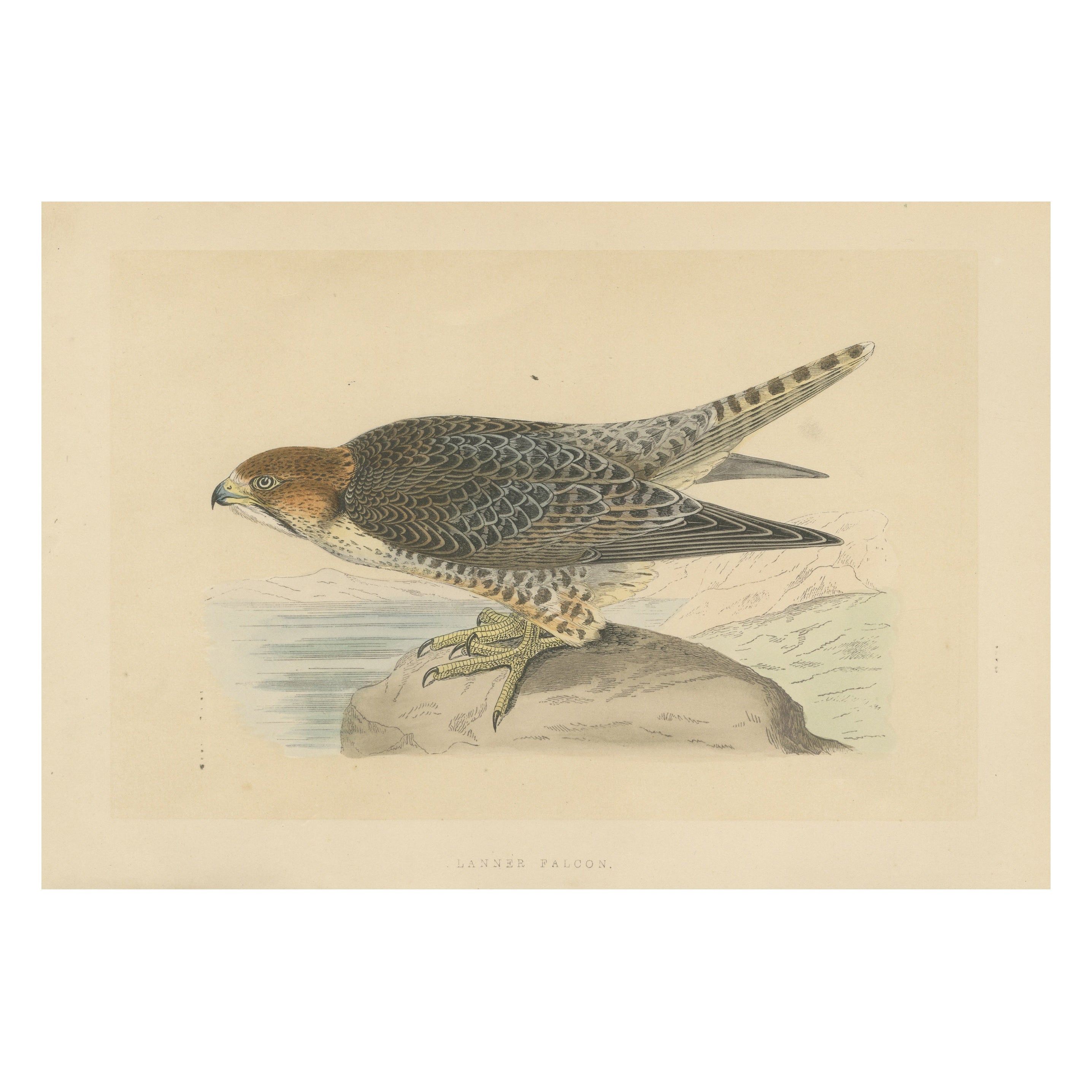 Antique Bird Print of a Lanner Falcon For Sale at 1stDibs