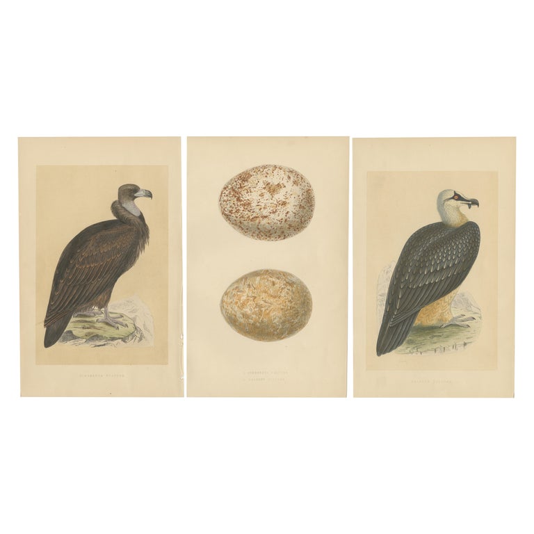 Set of 3 Antique Bird Prints of Two Vultures and their Eggs For Sale at ...