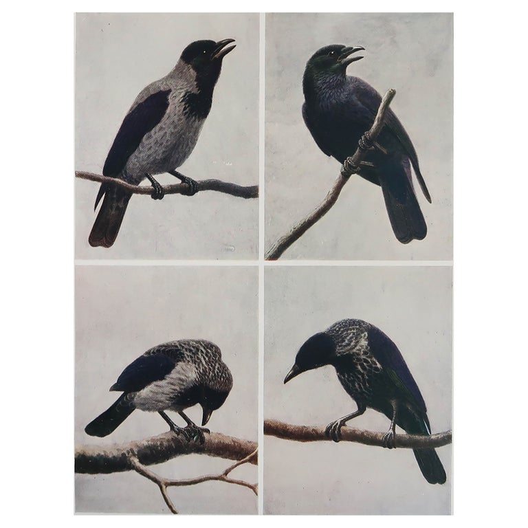 Large Original Antique Print of Rooks and Crows After H.Goodchild ...
