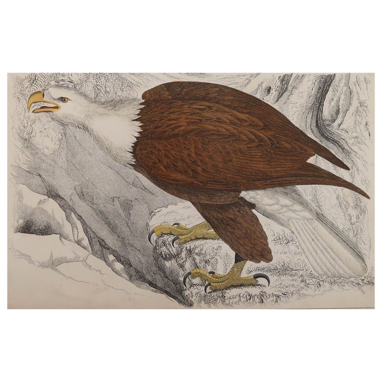 Original Antique Print of an Eagle, 1847 'Unframed' For Sale at 1stDibs
