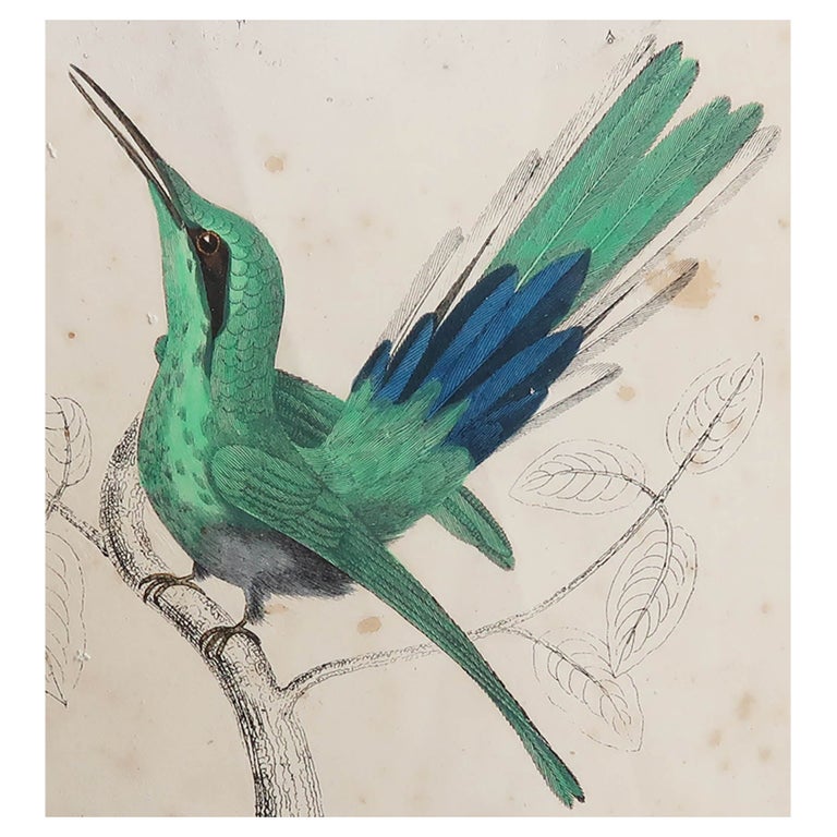 Original Antique Print of Hummingbird, 1847 'Unframed' For Sale at 1stDibs