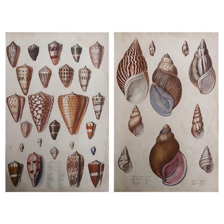 Pair of Large Original Antique Natural History Prints, Shells, circa ...