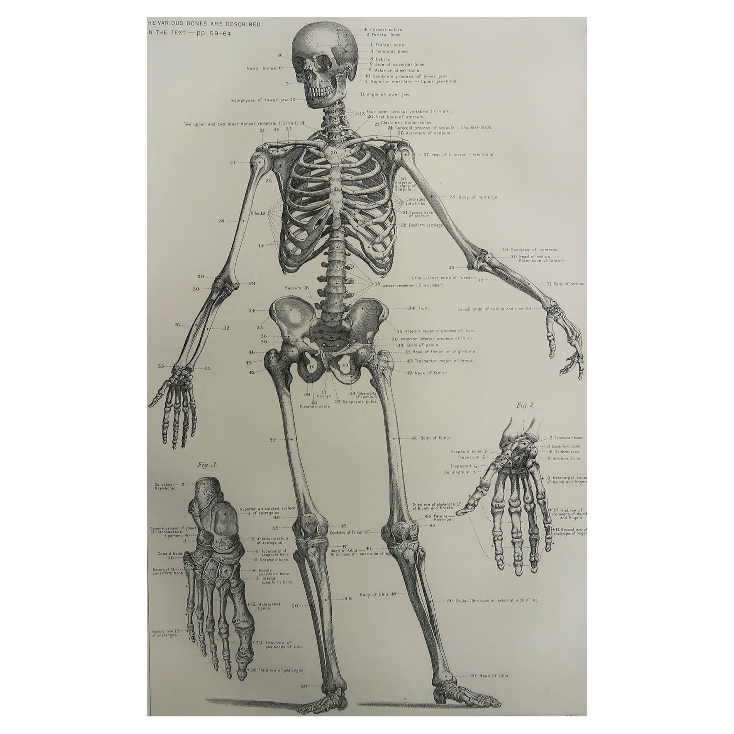 Vintage Anatomical Human Front Skeleton Structure Chart, 1940s, Germany ...