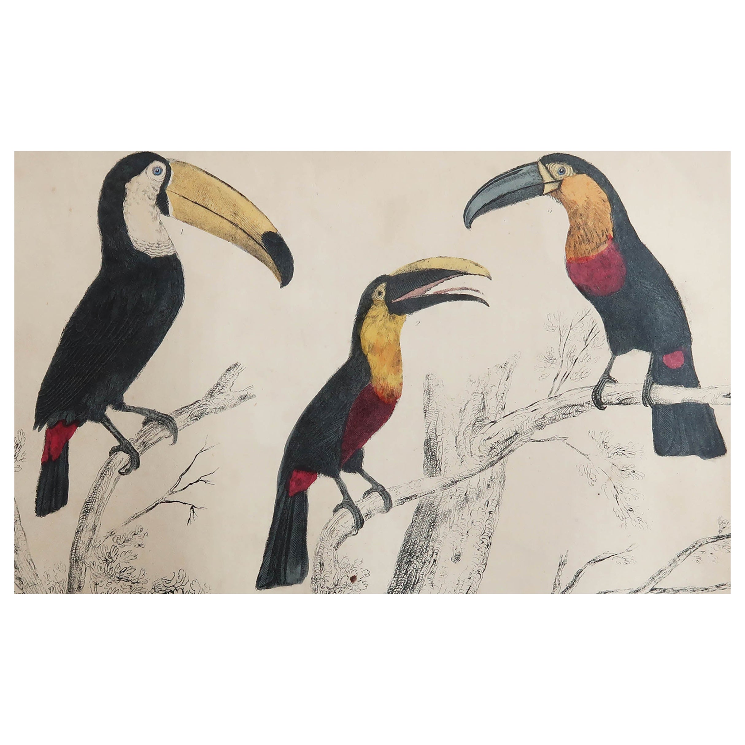 Antique Bird Print of the Green Toucan For Sale at 1stDibs