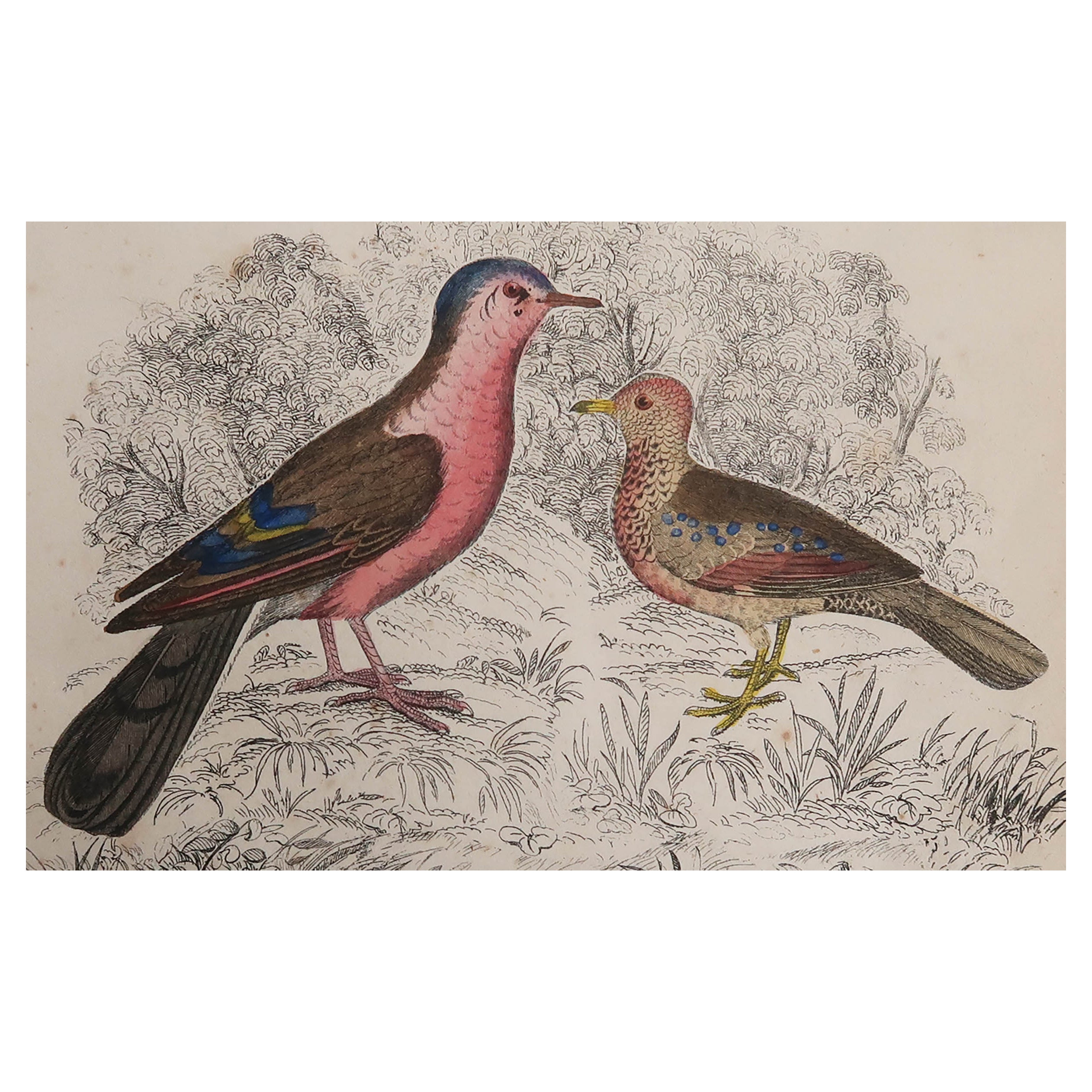 Original Antique Bird Print, the Melodious Willow Warbler, circa 1870 ...