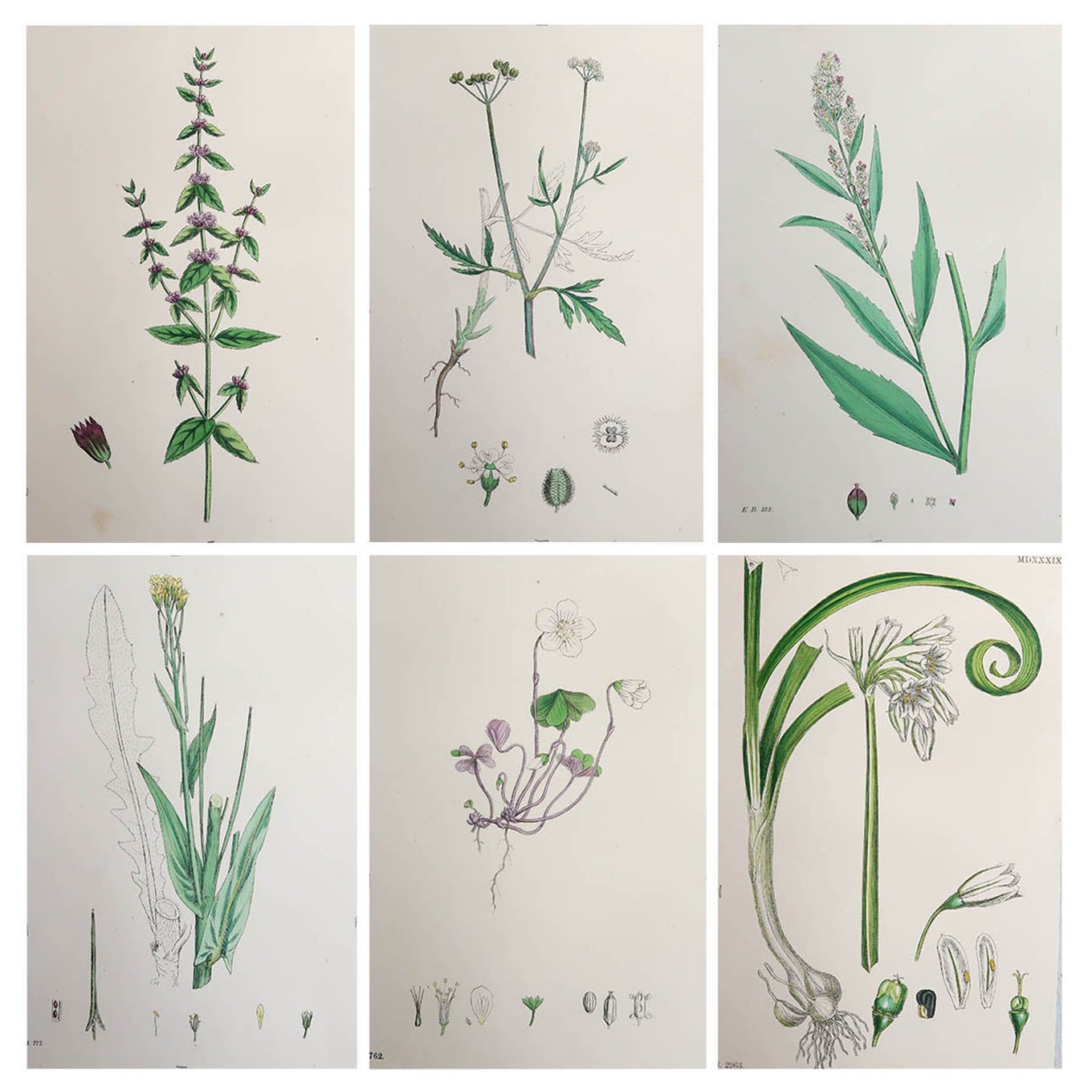 Set of 6 Original Antique Prints of Thistles, circa 1850 For Sale at ...