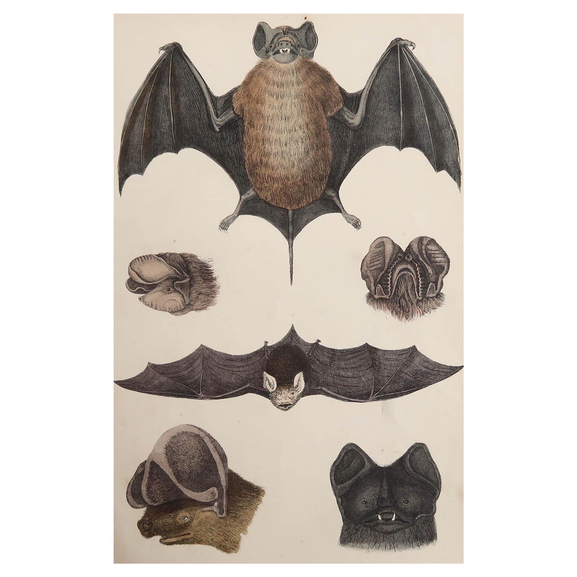 Original Antique Print of a Bat, 1847 'Unframed' at 1stDibs