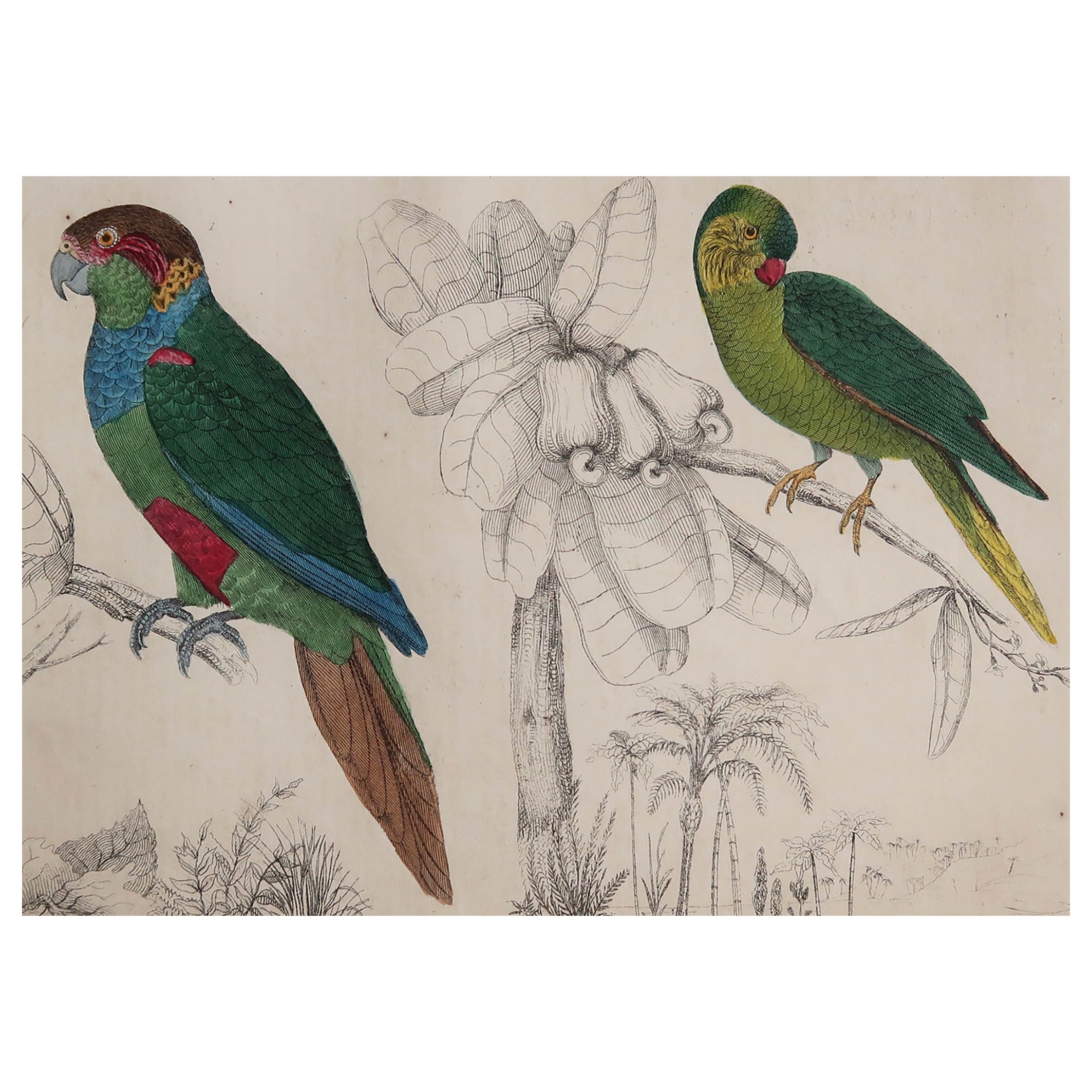 George Edwards Prints of Parrots with Decoupage Frames For Sale at ...