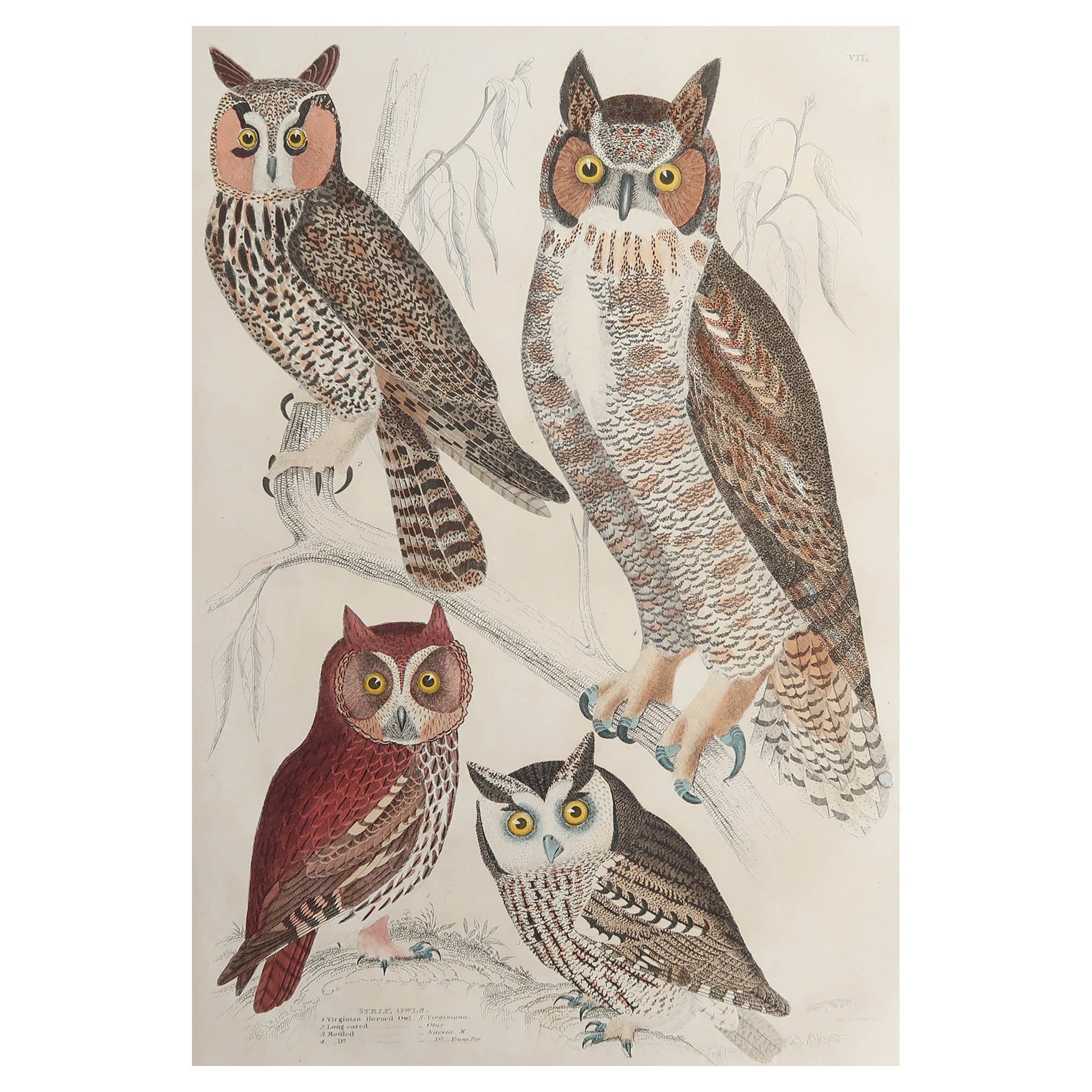 Large Original Antique Natural History Print, Owls, circa 1835 For Sale ...