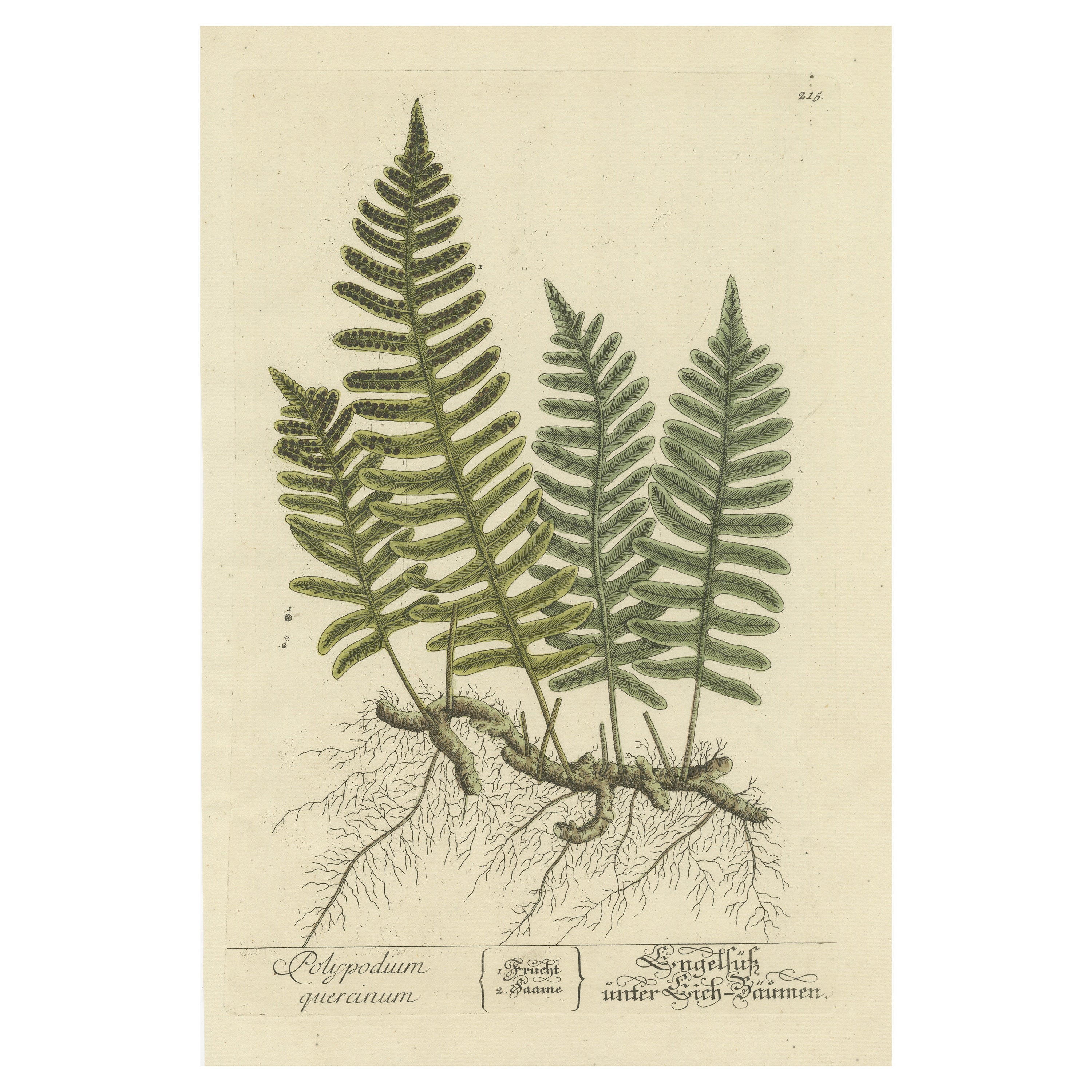 Pair of Trowbridge Classic Botanical Prints, Buchoz Leaves at 1stDibs ...