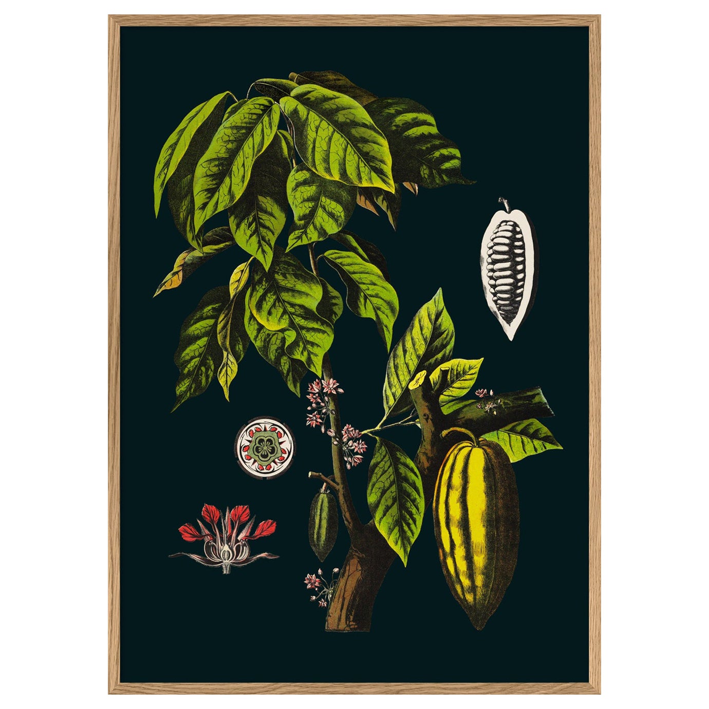 Beautiful Framed Drawing Print of "Le Cacao" For Sale at 1stDibs