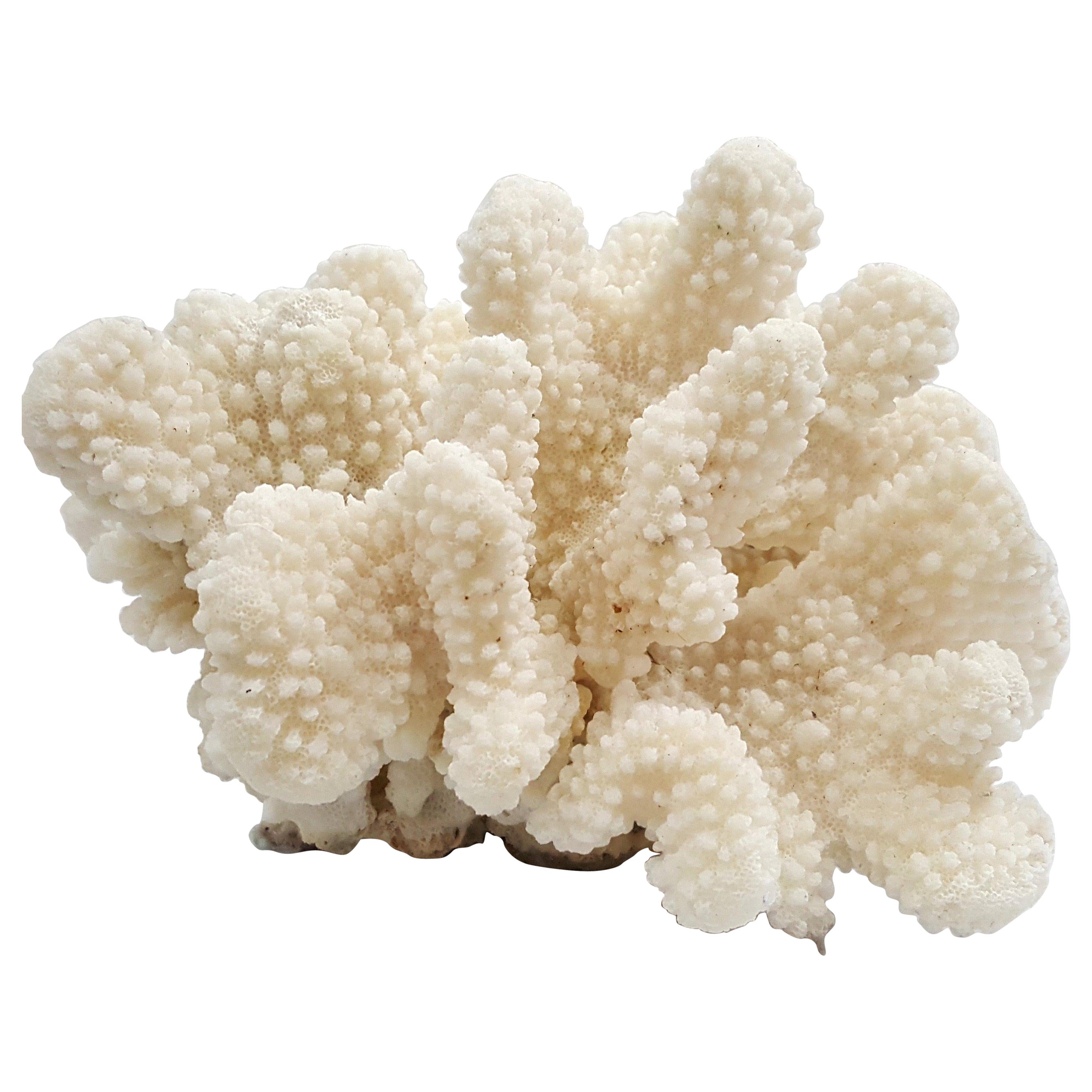 Large Vintage Natural Real Sea Coral Reef Specimen Beach Decor For Sale ...