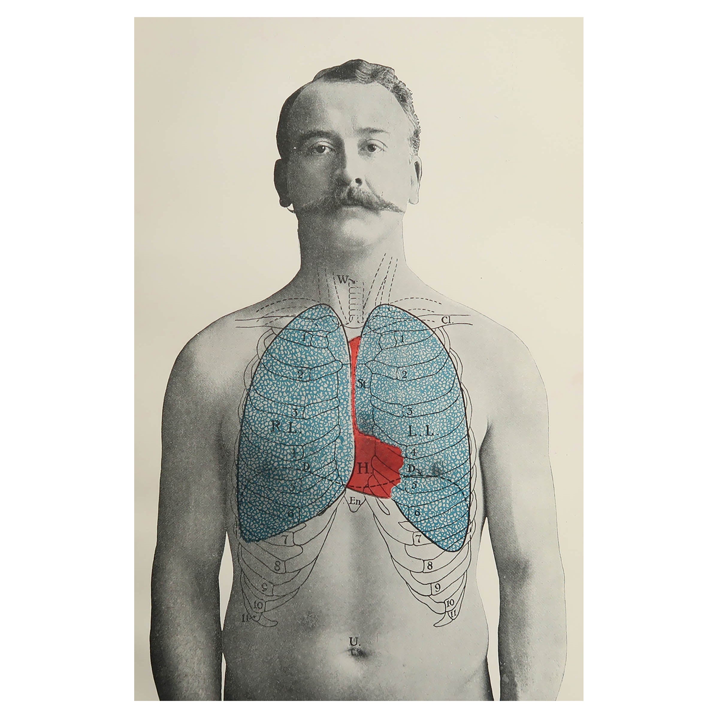 Original Vintage Medical Print- Stomach, circa 1900 at 1stDibs | where ...