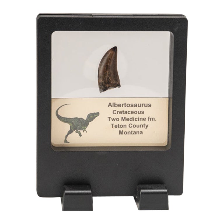 Genuine Nanotyrannus Rex Tooth in a Display Box For Sale at 1stDibs
