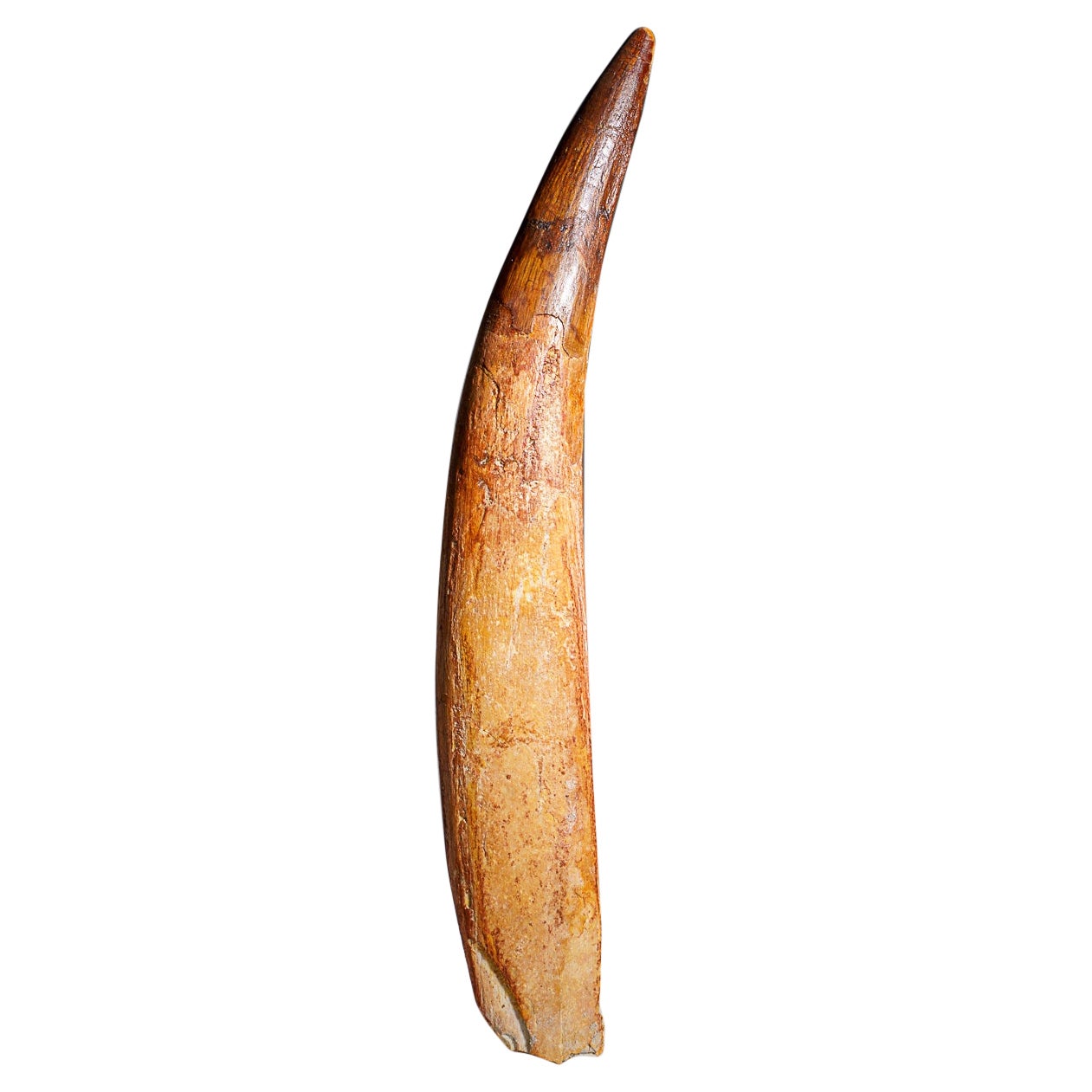 Genuine Spinosaurus Dinosaur Tooth (76.3 grams) For Sale at 1stDibs