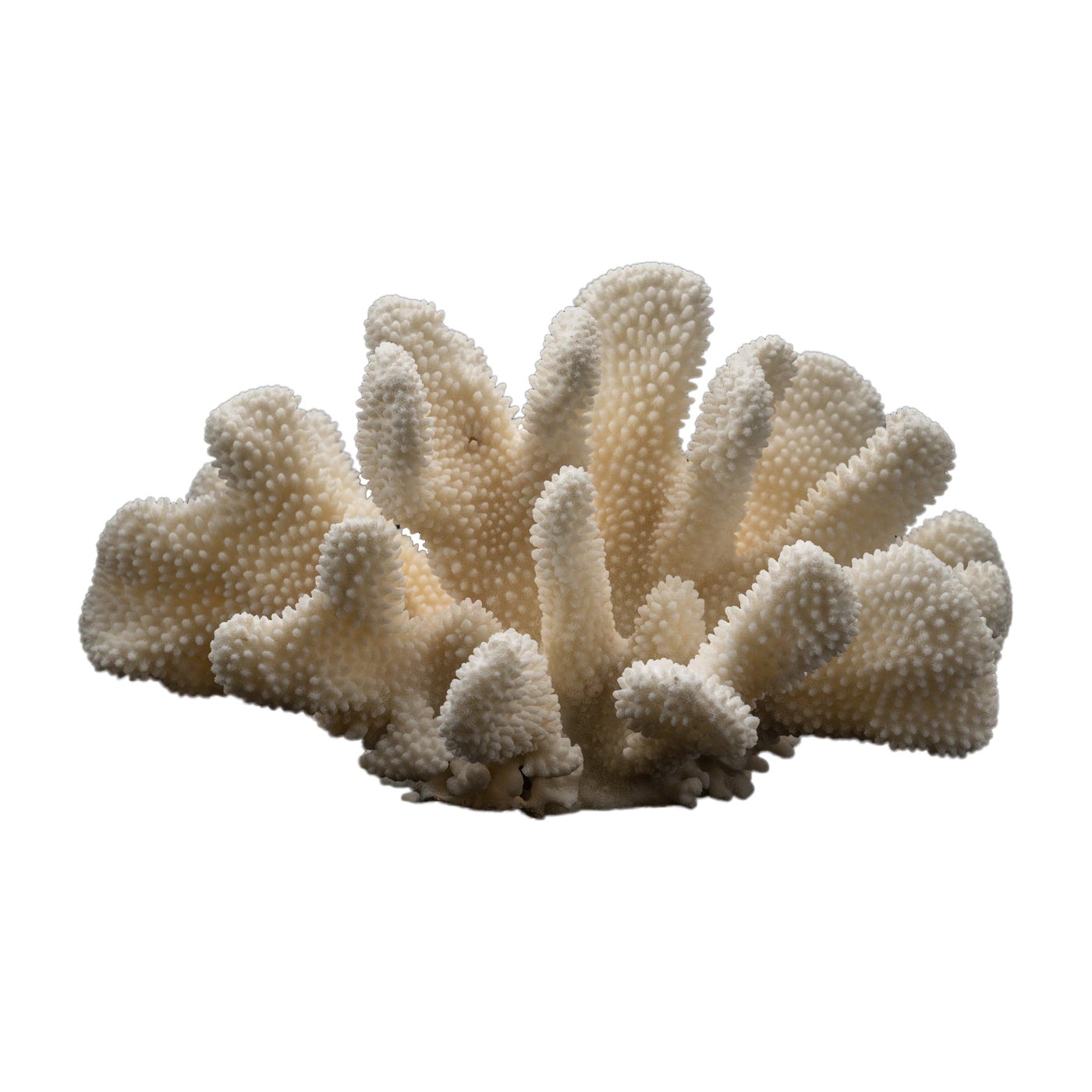 Genuine White Cat's Paw Coral (7.5 lbs) For Sale at 1stDibs