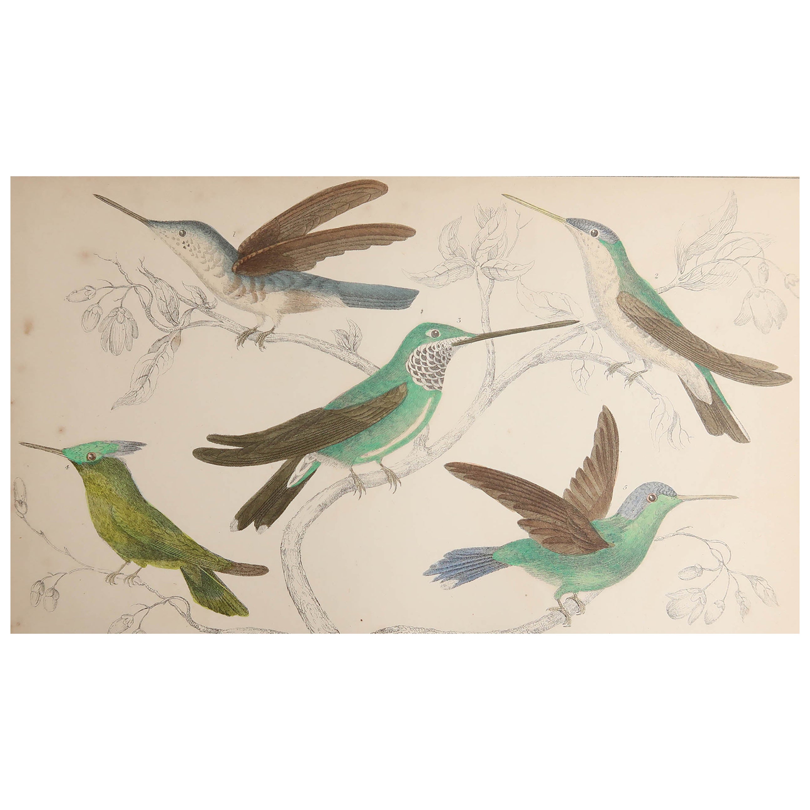 Original Antique Print of Hummingbirds, 1847, 'Unframed' For Sale at ...