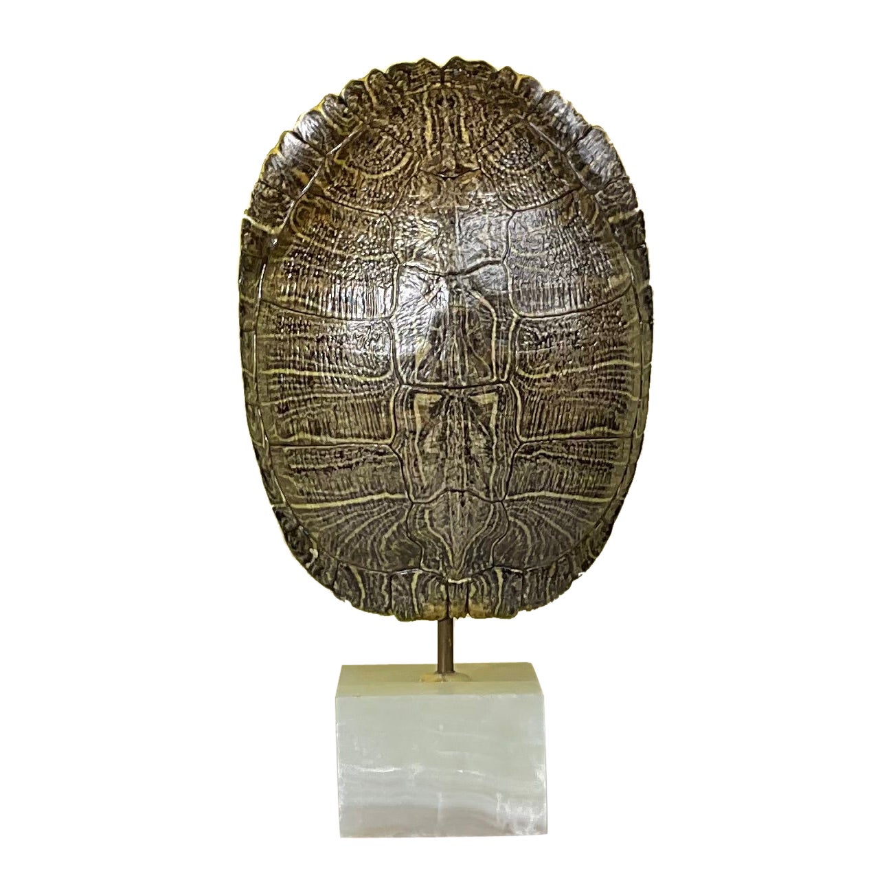 Genuine American Fresh Water Turtle Shell For Sale at 1stDibs