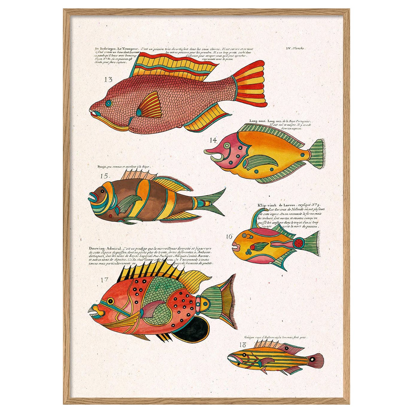 Beautiful Framed Drawing Print : "Les Poisson Exotiques Rares des Indes ...