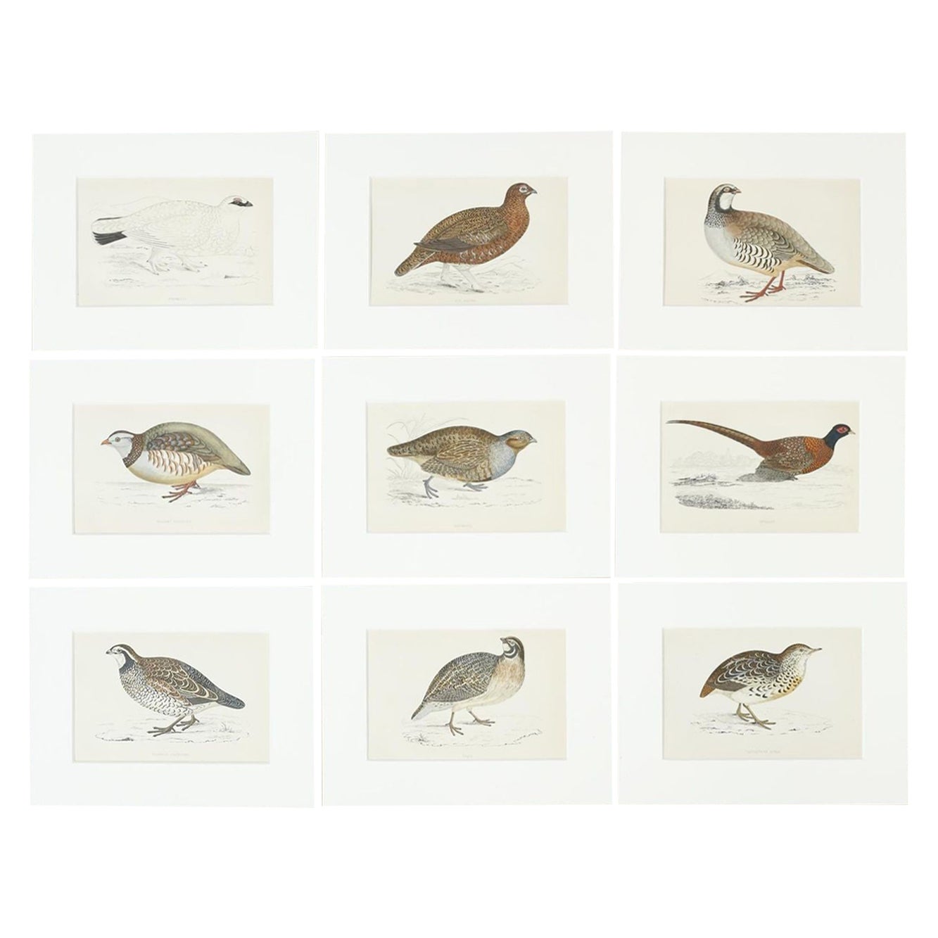 c.1895 British bird prints by Rev Morris - Game birds 1 For Sale at 1stDibs