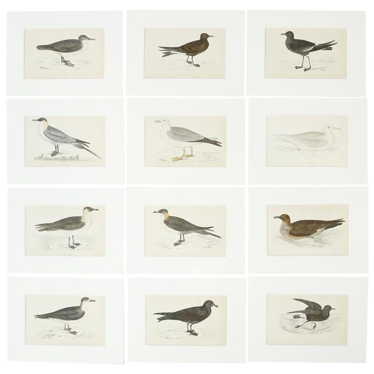 c.1895 British bird prints by Rev Morris - Sea birds 2 For Sale at 1stDibs