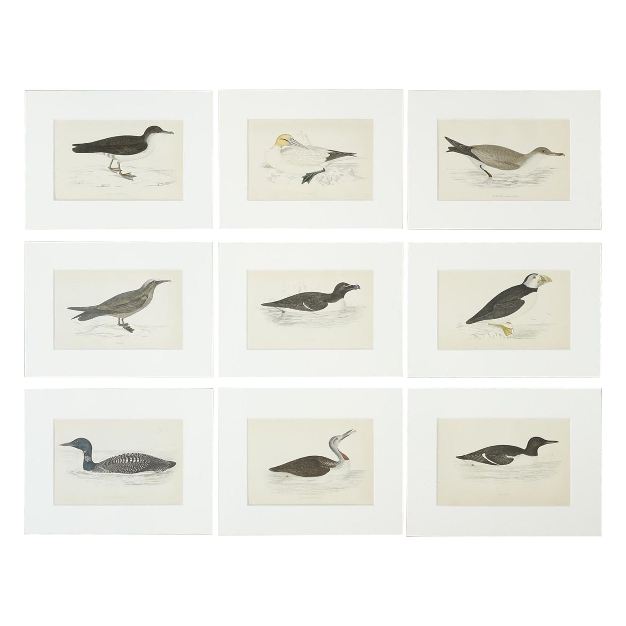 c.1895 British bird prints by Rev Morris - Game birds 1 For Sale at 1stDibs