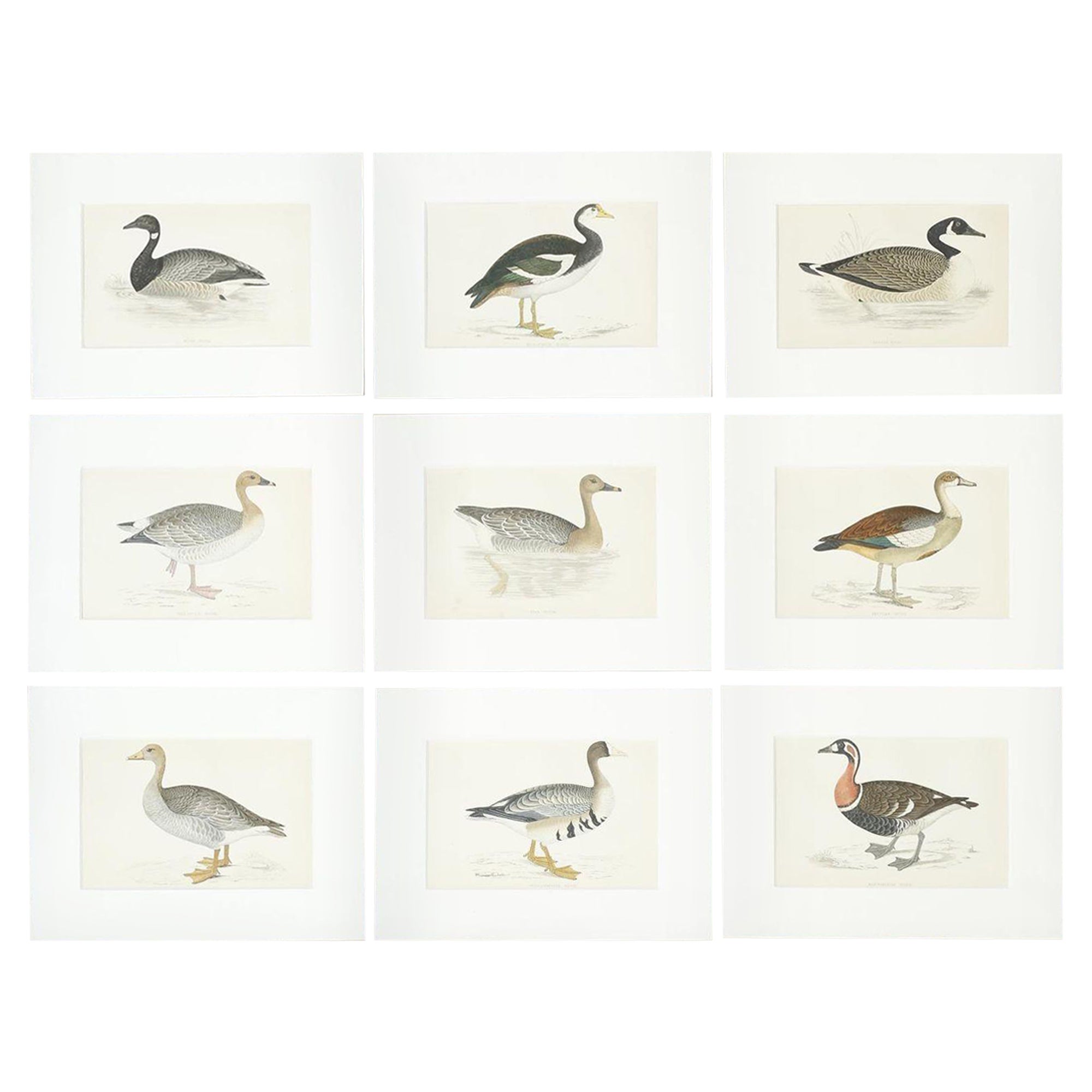 c.1895 British bird prints by Rev Morris - Long Billed For Sale at 1stDibs
