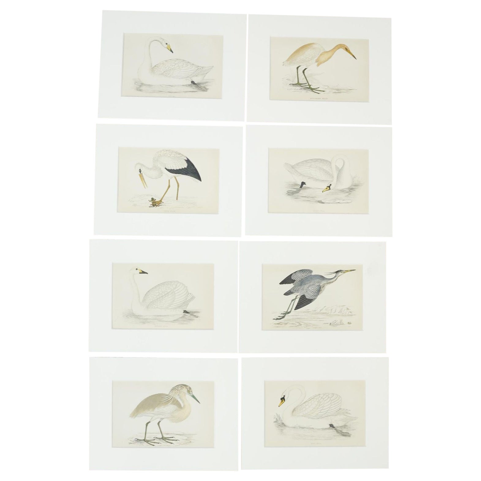 c.1895 British bird prints by Rev Morris - Wading birds 2 For Sale at ...