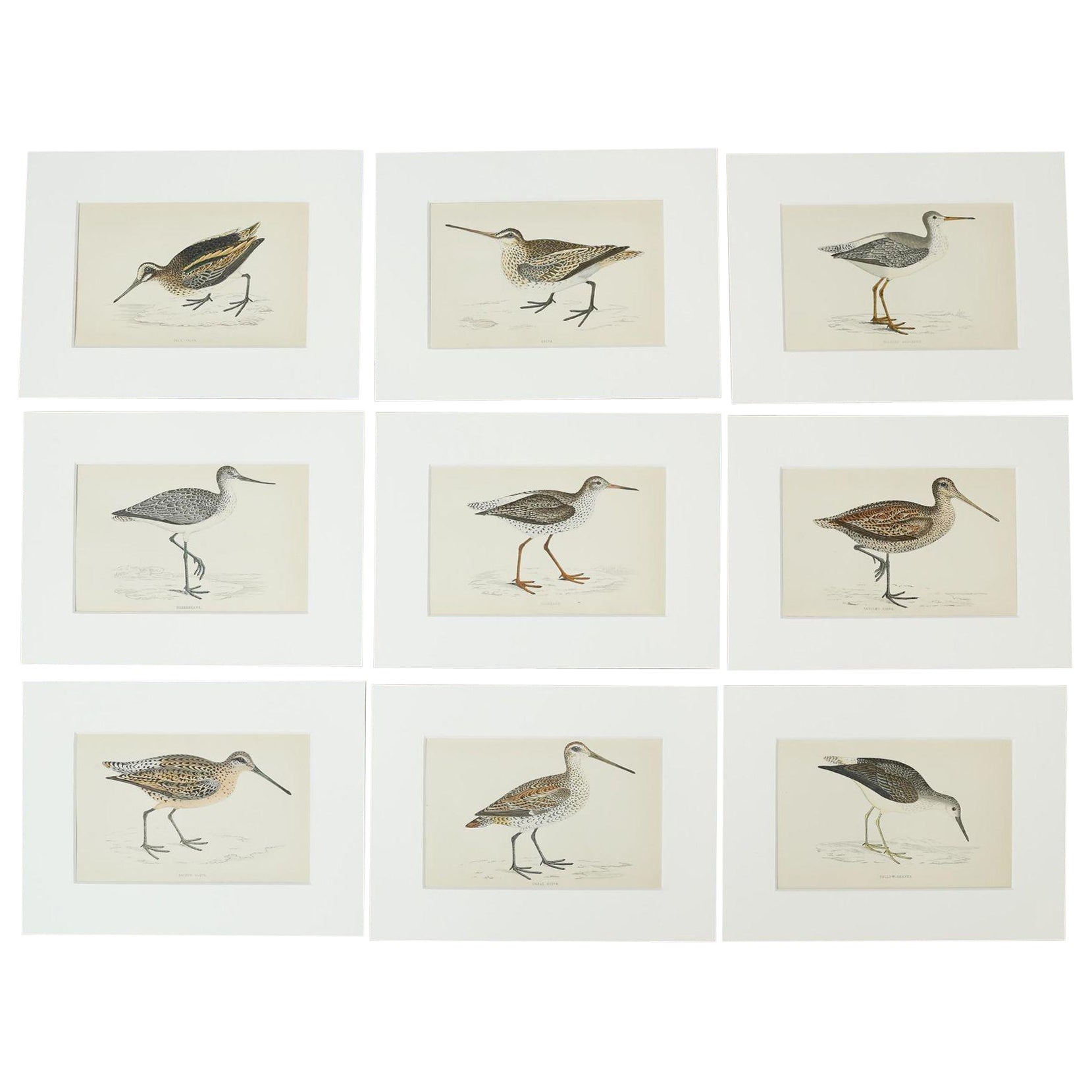 c.1895 British bird prints by Rev Morris - Long Billed For Sale at 1stDibs