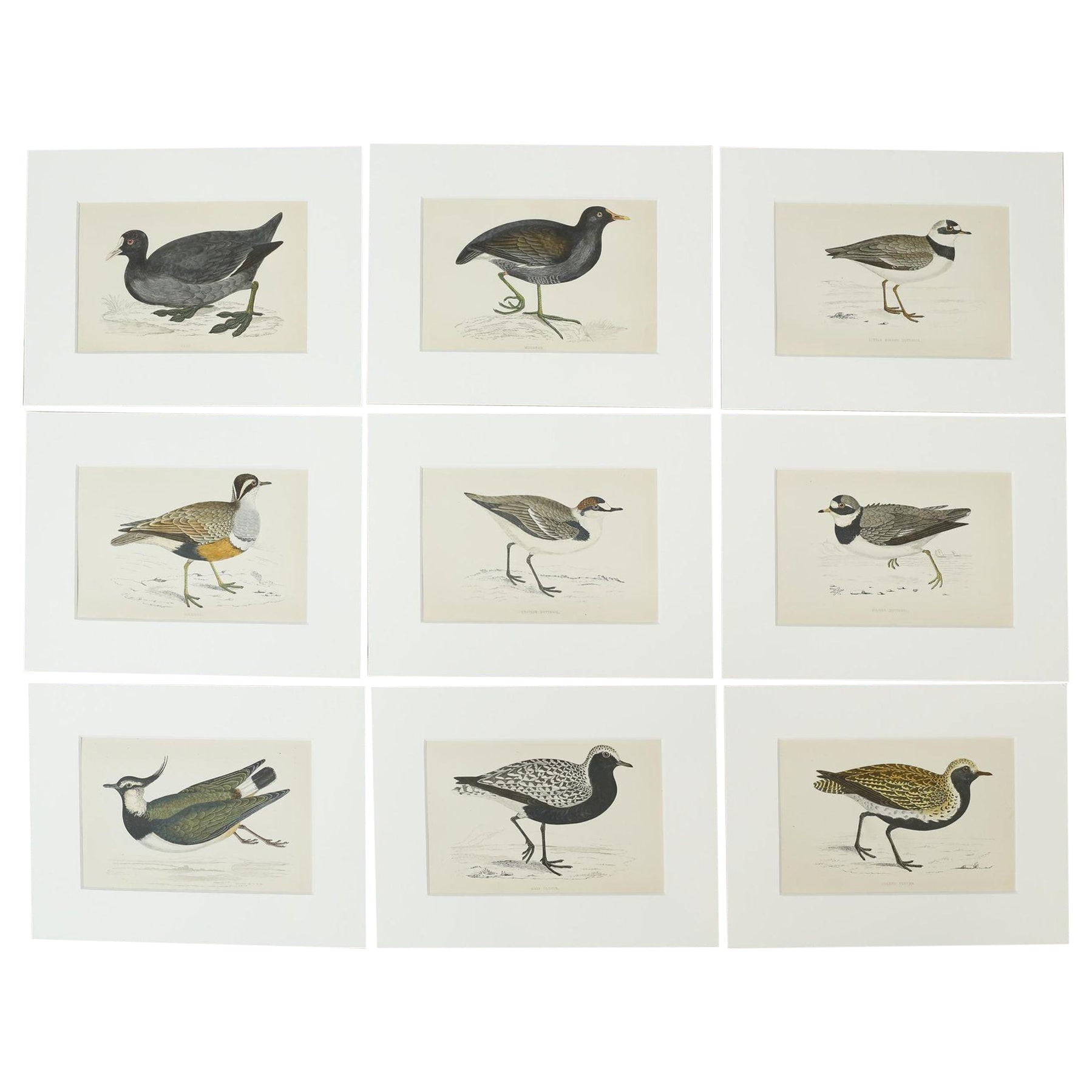 c.1895 British bird prints by Rev Morris - Game birds 1 For Sale at 1stDibs