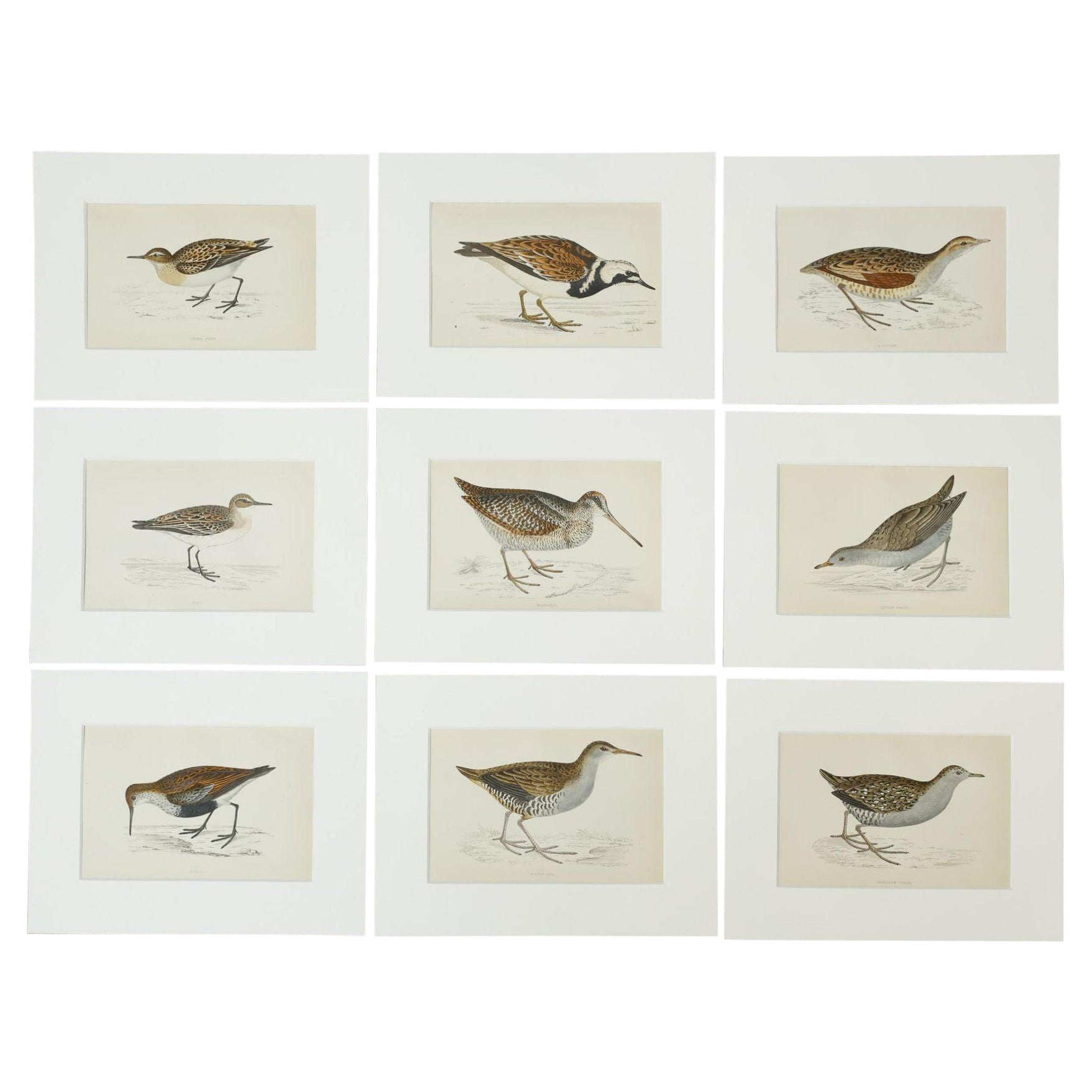 c.1895 British bird prints by Rev Morris - Wading birds 2 For Sale at ...