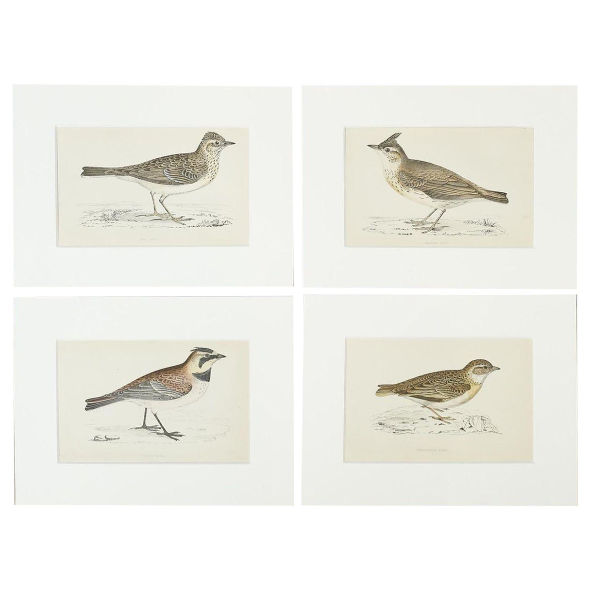 c.1895 British bird prints by Rev Morris - Owls 2 For Sale at 1stDibs