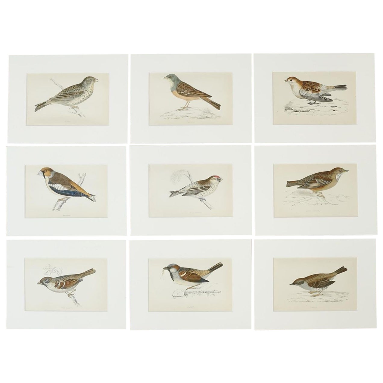 c.1895 British bird prints by Rev Morris - Sparrows and Finch For Sale ...