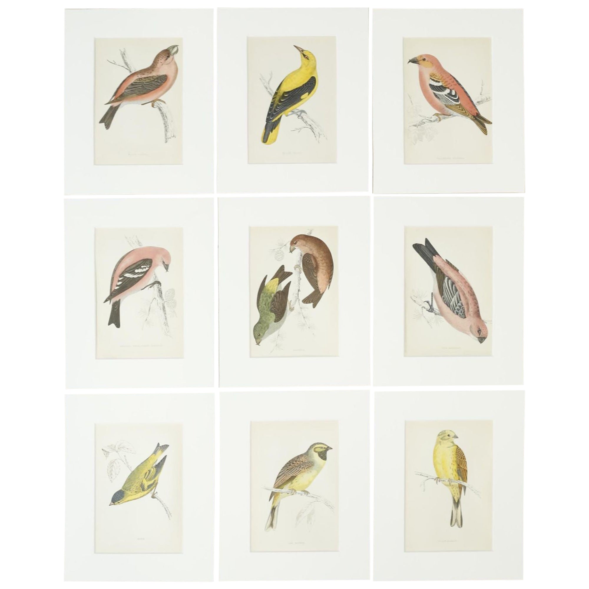 c.1895 British bird prints by Rev Morris - Colourful For Sale at 1stDibs