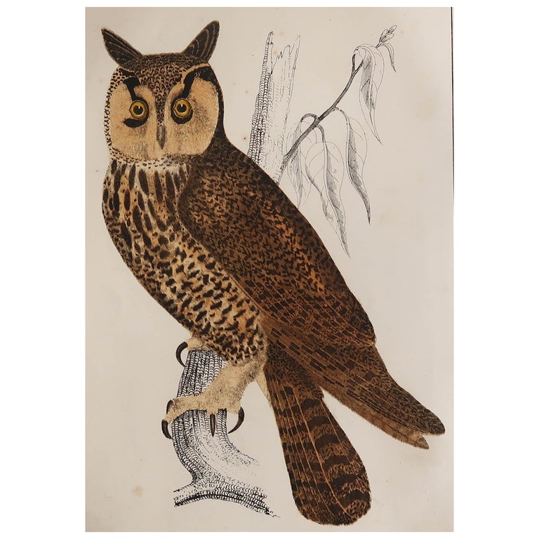 Vintage Owl Art