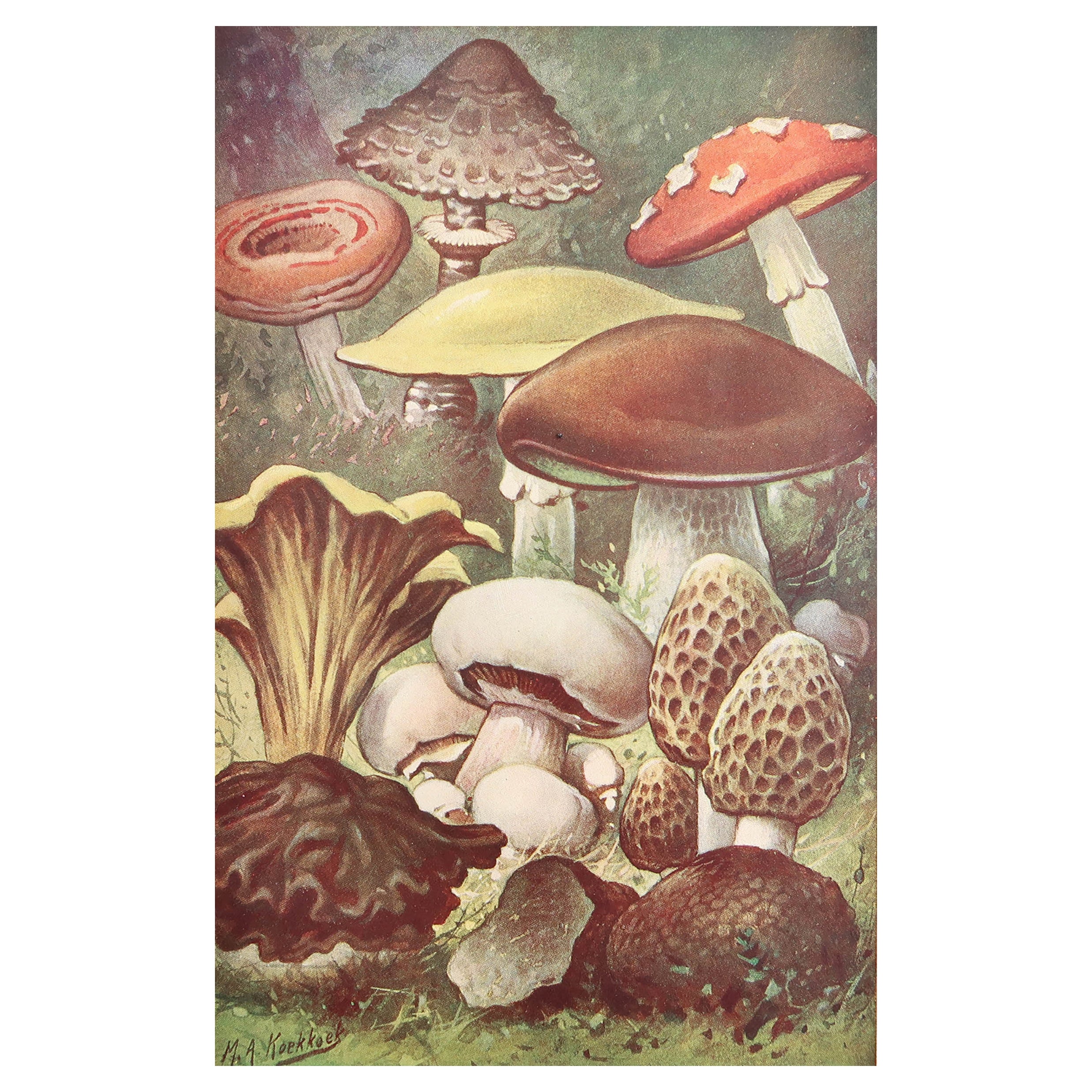 Original Vintage Print of Mushrooms, circa 1900 For Sale at 1stDibs